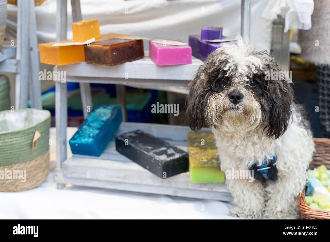 a poodle keeper stands at market stall at Greenwich London England UK ...
