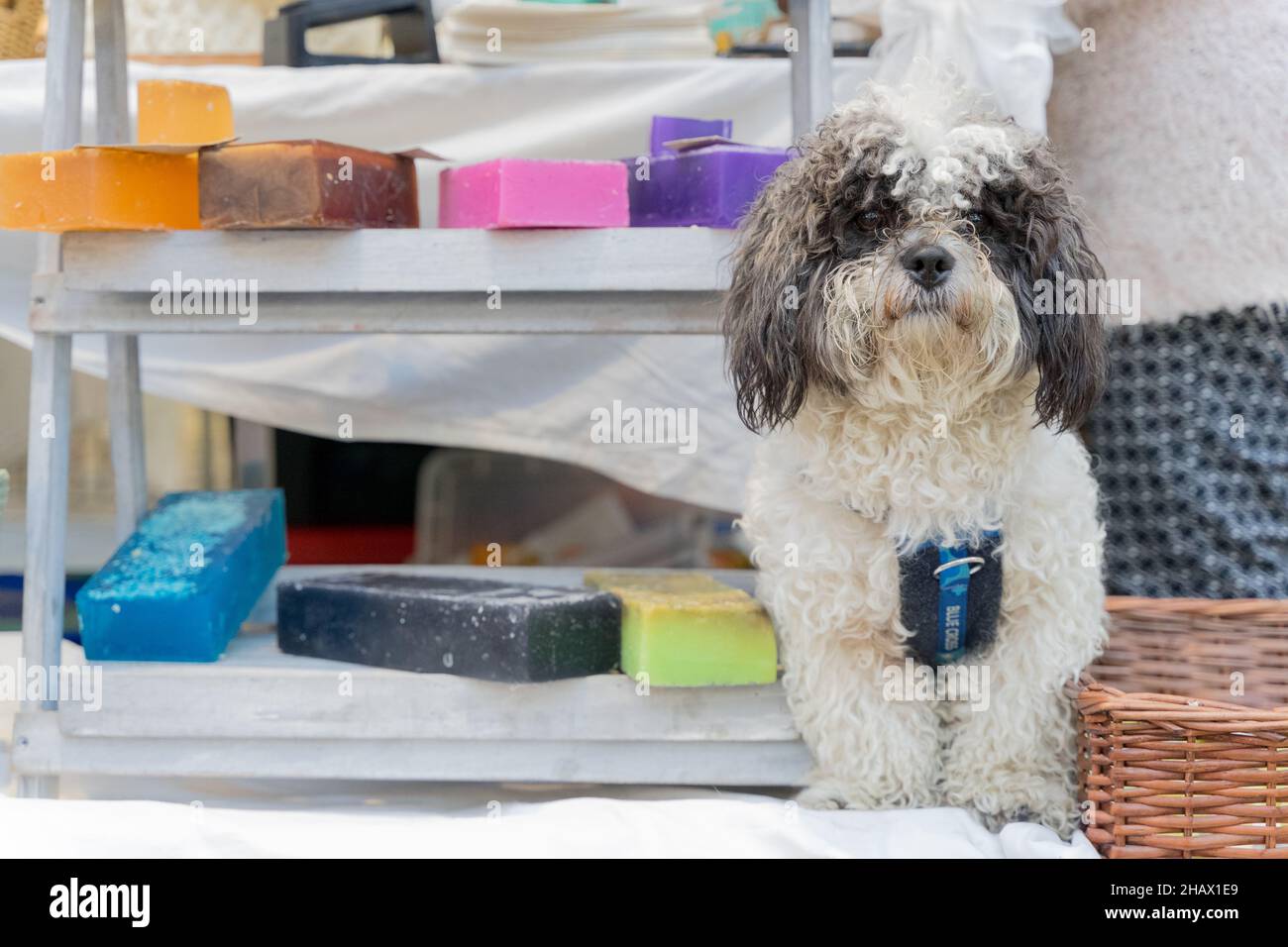 a poodle keeper stands at market stall at Greenwich London England UK ...