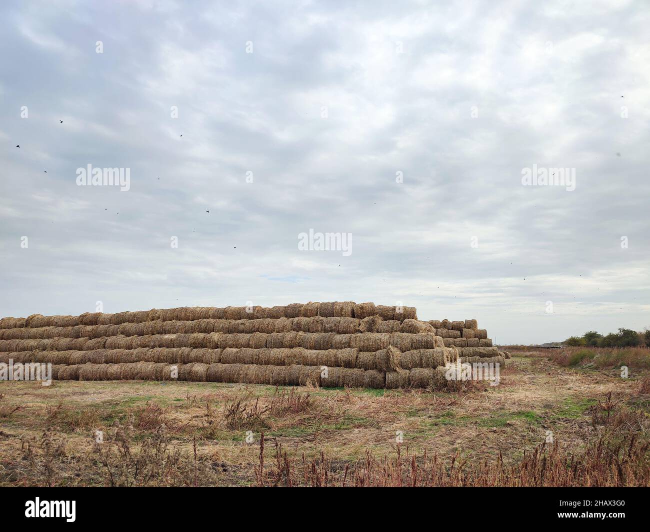 Many round hay bales on the agricultural field after harvest Stock ...