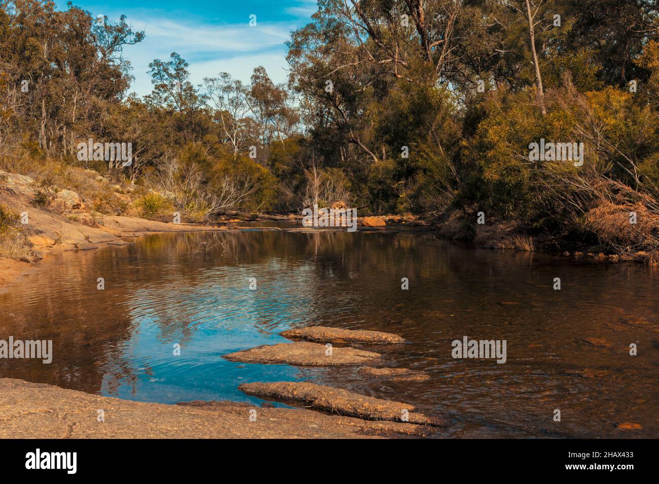 Photograph of Megalong Creek surrounded by Eucalyptus trees in the ...