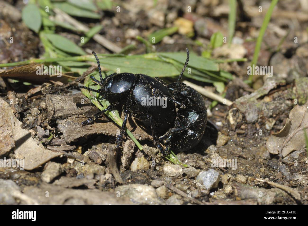 Bloody-nosed beetle - Blood spewer - Blood spewing beetle 'Timarcha ...