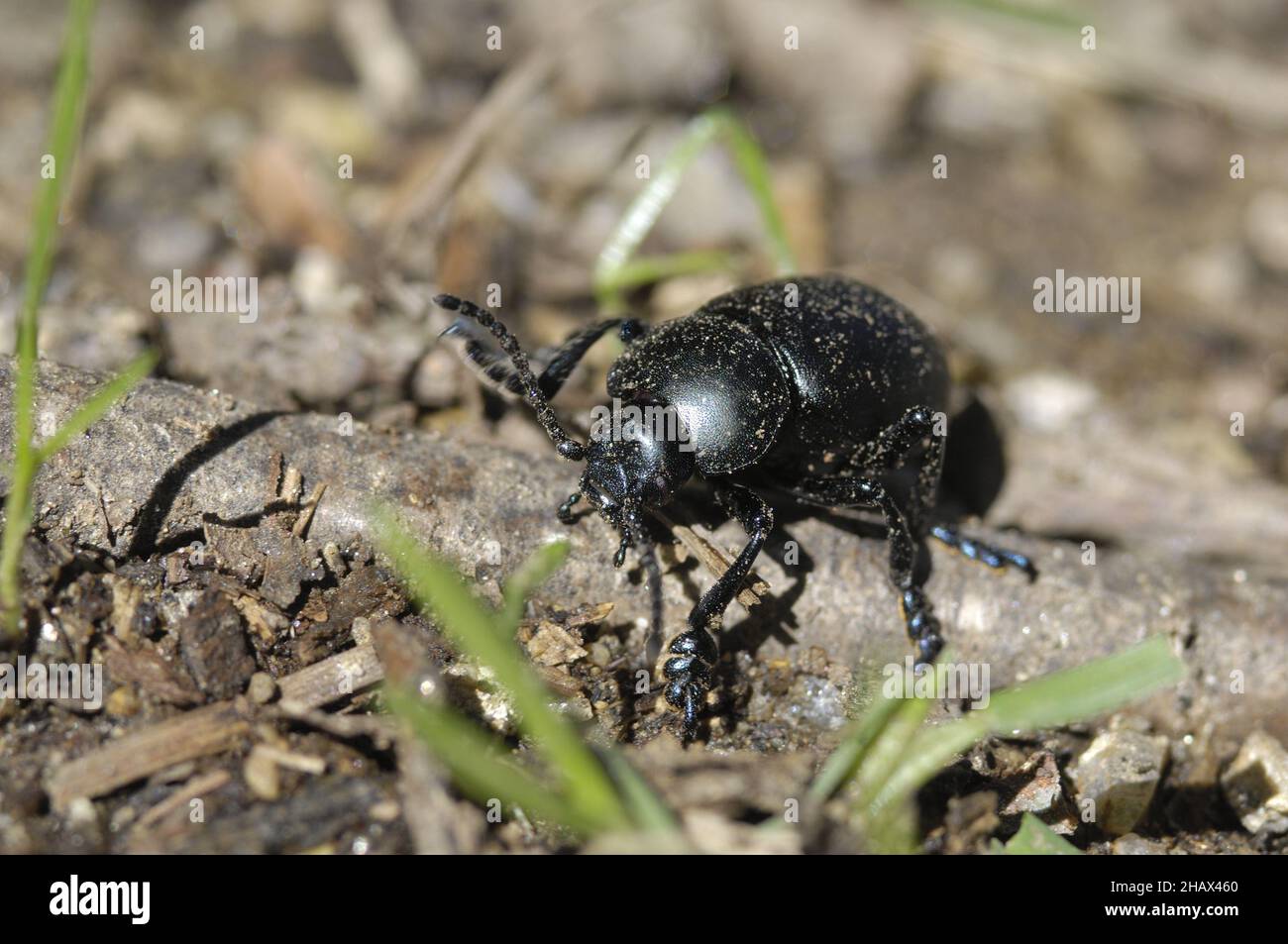 Bloody-nosed beetle - Blood spewer - Blood spewing beetle 'Timarcha ...