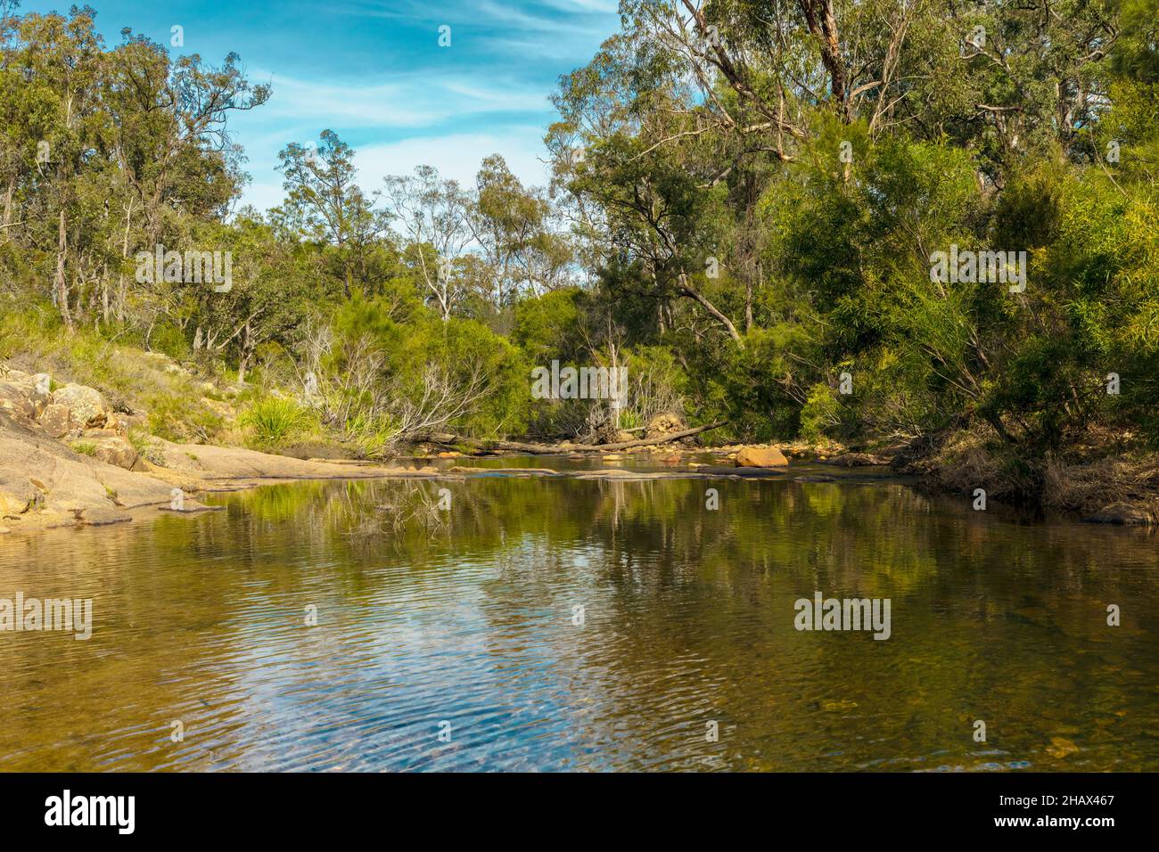 Photograph of Megalong Creek surrounded by Eucalyptus trees in the ...