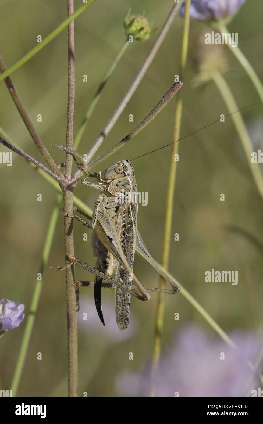 White-faced bushcricket - Southern Wartbiter (Decticus albifrons ...
