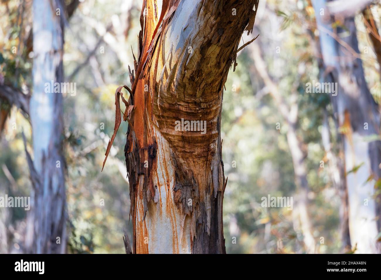 Photograph of old brown bark that is peeling off a tree trunk that has ...