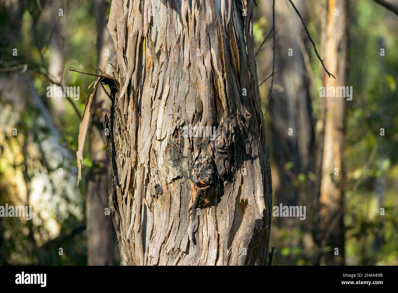 Photograph of old brown bark that is peeling off a tree trunk that has ...