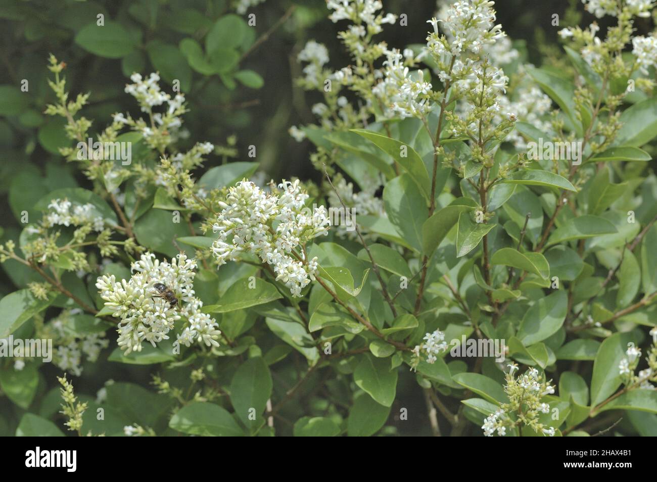 European Privet - Wild Privet - Common Privet (Ligustrum vulgare ...