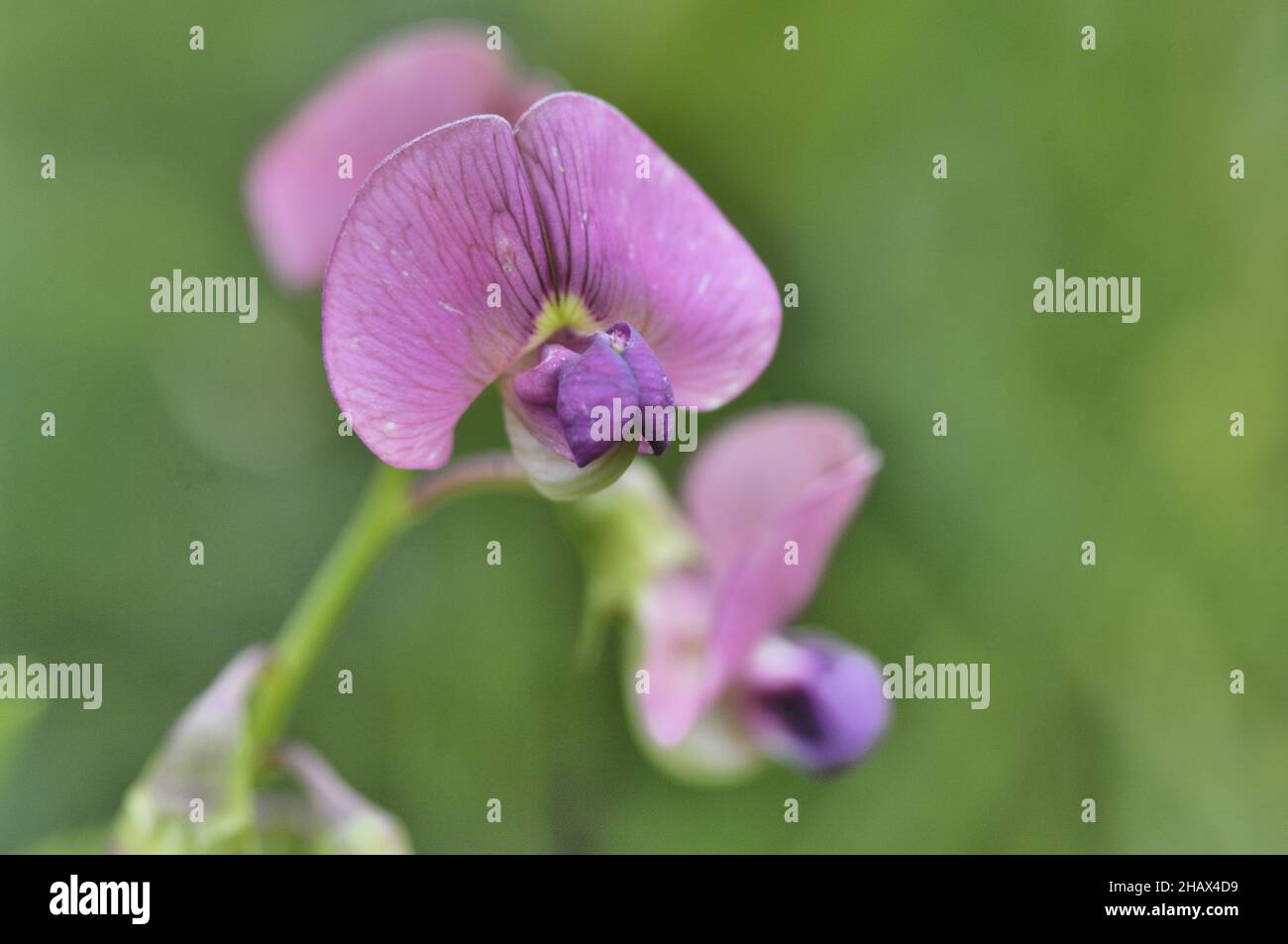Tuberous pea - Tuberous vetchling - Earthnut pea - Aardaker - Tine-tare ...