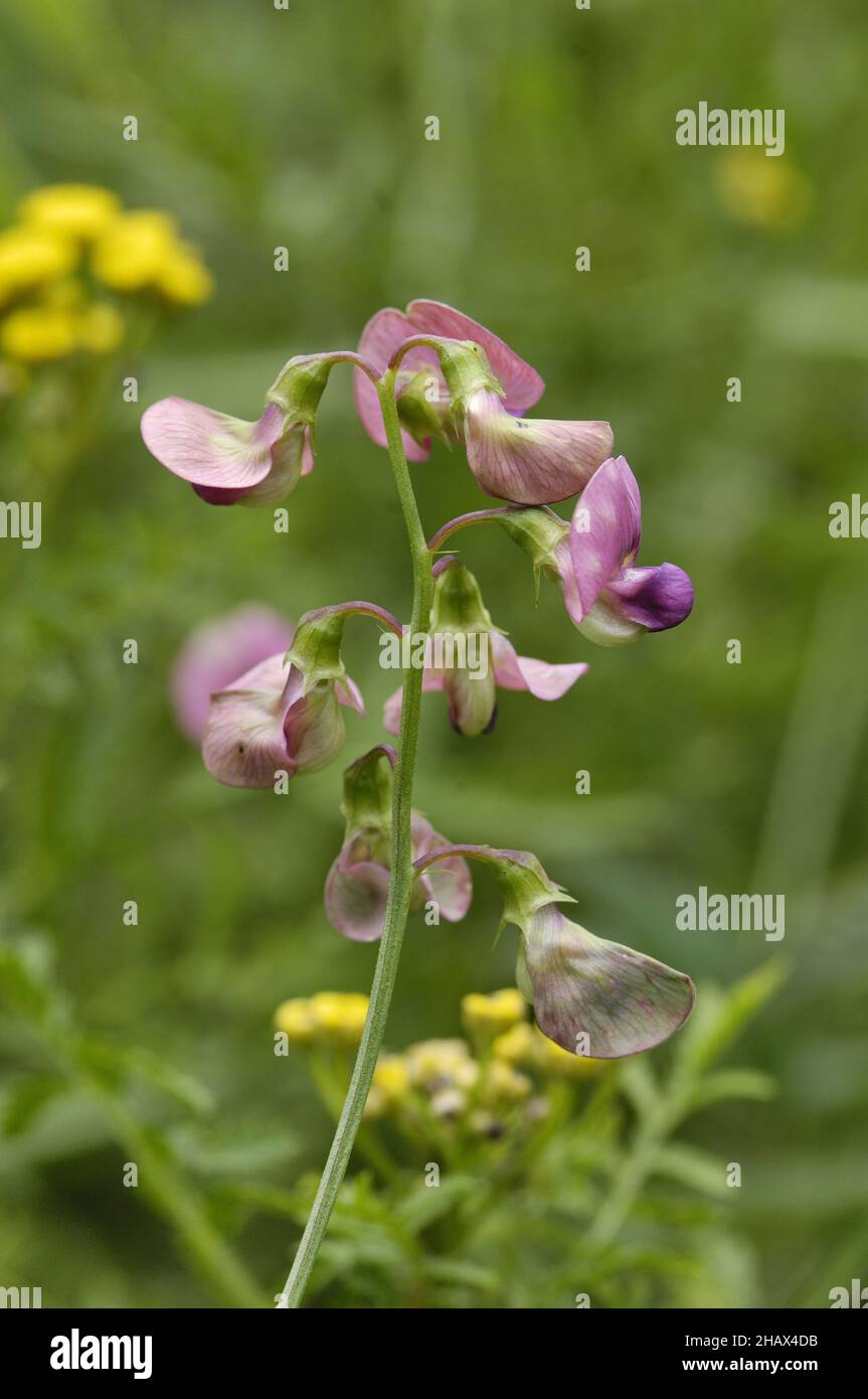 Tuberous pea - Tuberous vetchling - Earthnut pea - Aardaker - Tine-tare ...