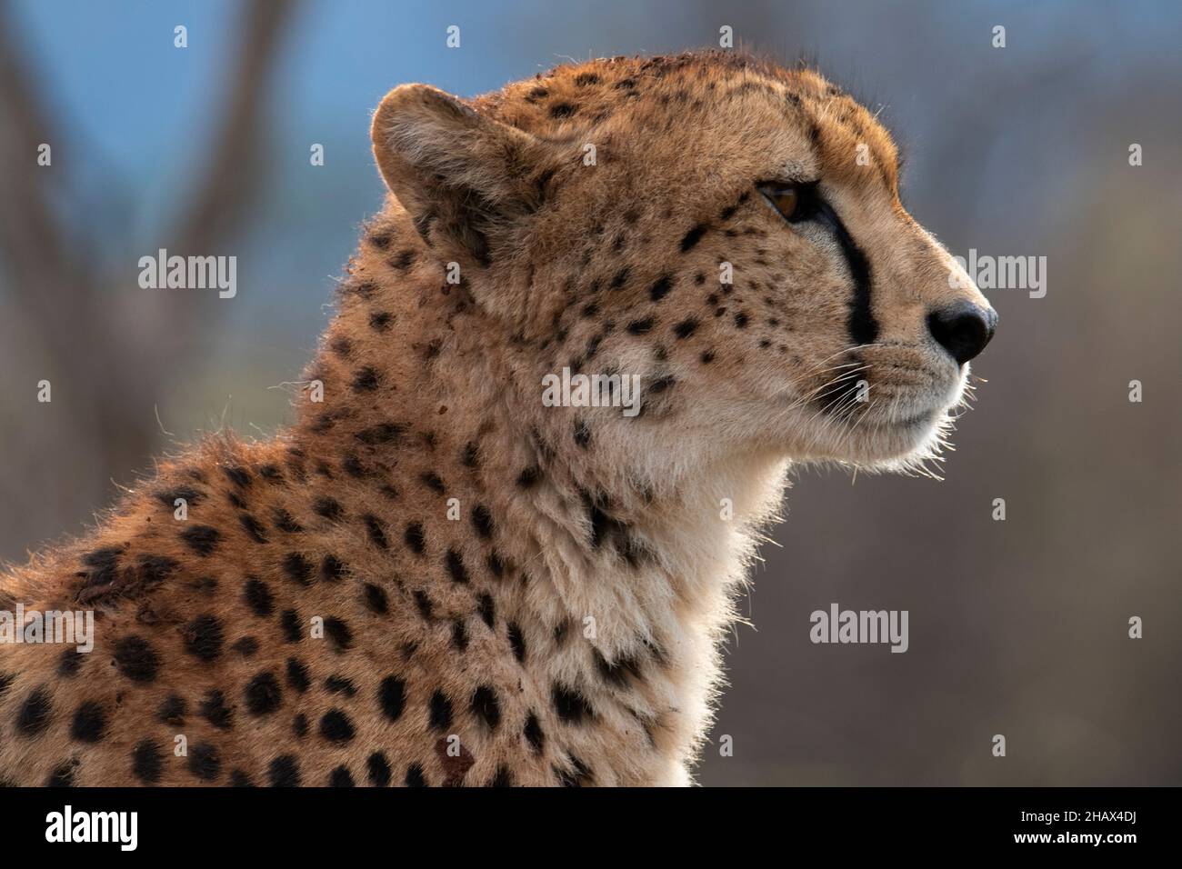 Profile of female cheetah Stock Photo - Alamy