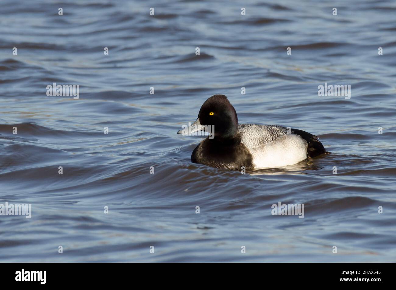 Lesser Scaup, Aythya affinis, male Stock Photo - Alamy