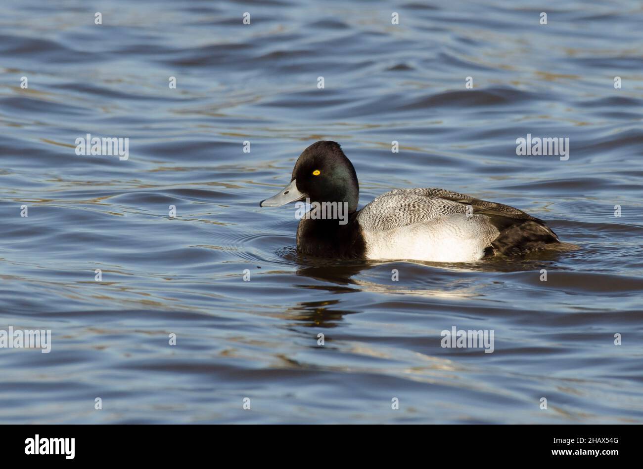 Lesser Scaup, Aythya affinis, male Stock Photo - Alamy