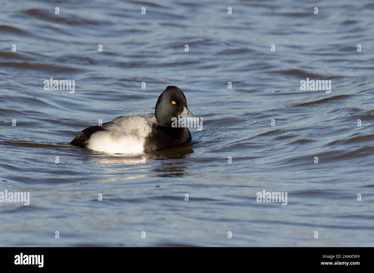 Lesser Scaup, Aythya affinis, male Stock Photo - Alamy