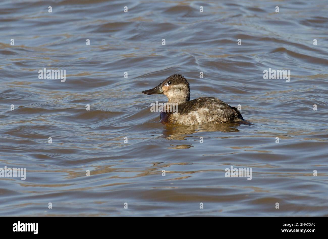 Oxyura jamaicensis hi-res stock photography and images - Alamy
