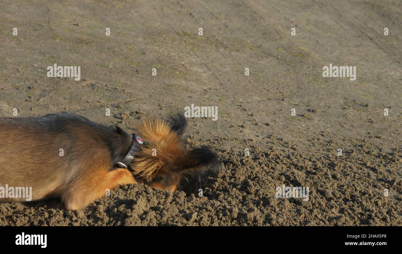 The dog digging a hole in the sand. Shooting video slow motion 60fps ...