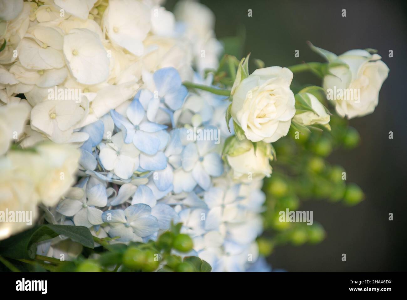 Beautiful blue and white Hydrangea flowers and white roses Stock Photo ...