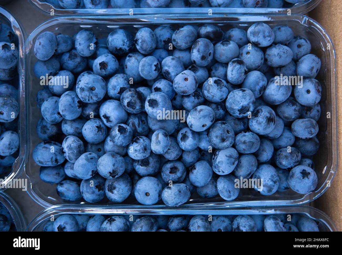 Clear plastic container full of freshly picked blueberries, top view ...