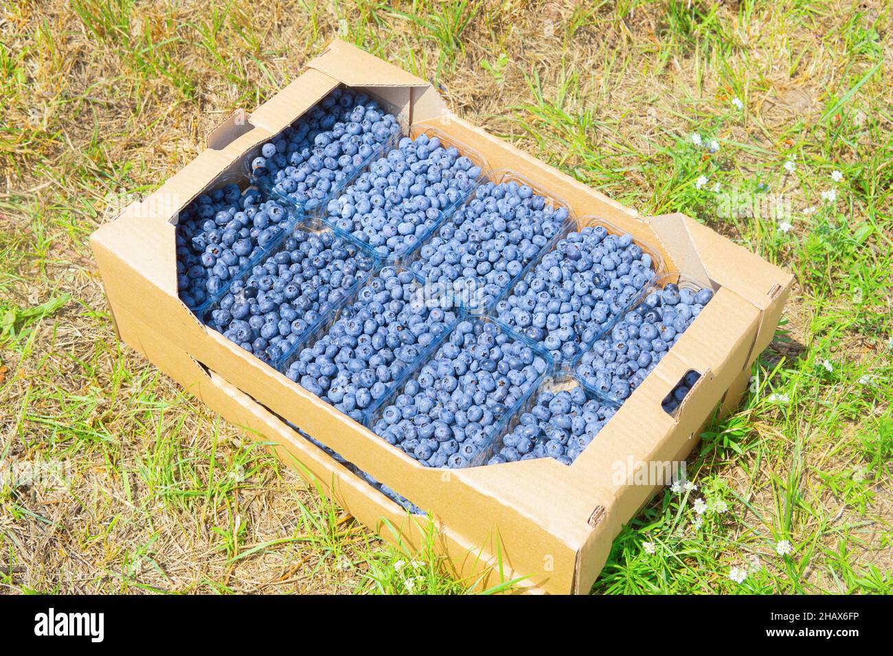Self-assembly shipping boxes full of plastic containers with freshly ...