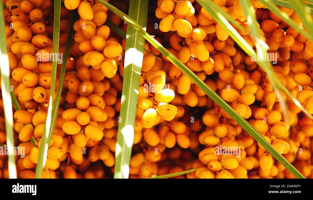 Dates on a palm tree in a park in Barcelona, Catalunya, Spain, Europe ...