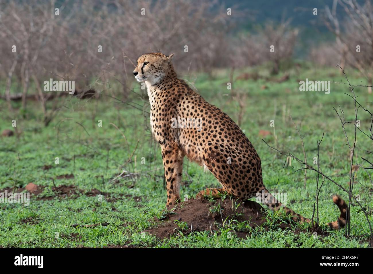 Classic pose hi-res stock photography and images - Alamy