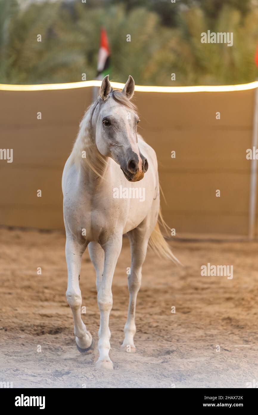Gray ranch hi-res stock photography and images - Alamy