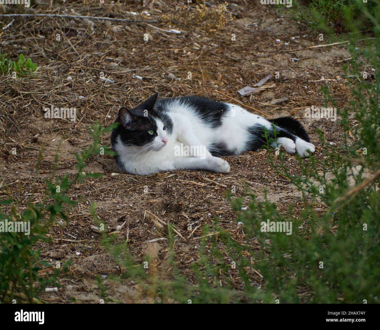 Black cat lying on grass hi-res stock photography and images - Alamy
