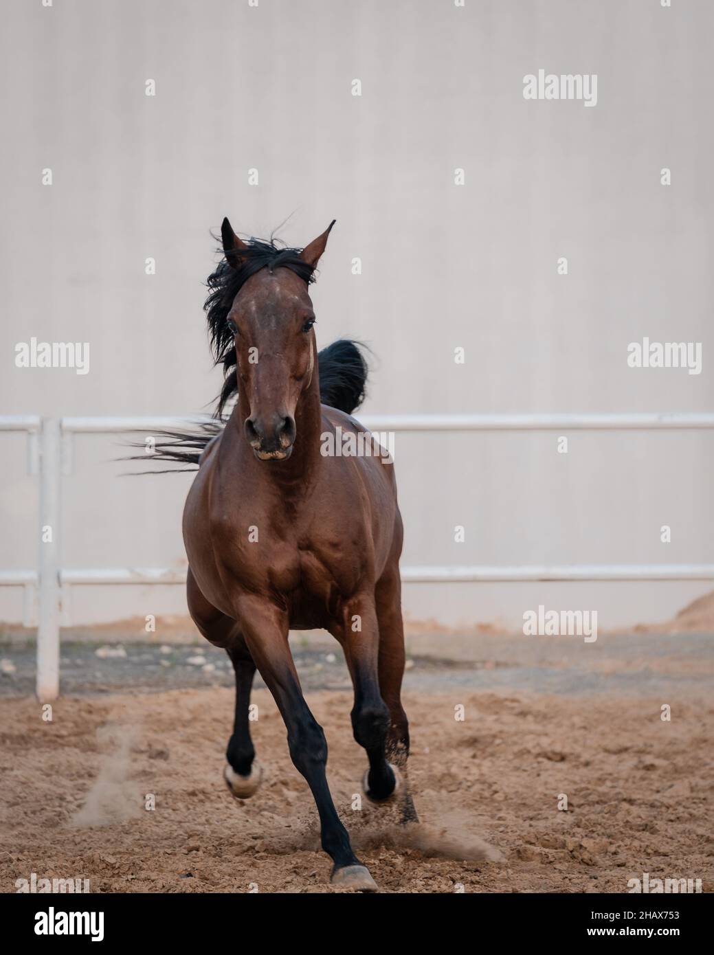 Arabian horse running hi-res stock photography and images - Alamy