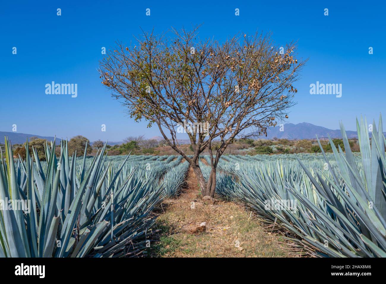 Blue Agave field in Tequila, Jalisco, Mexico Stock Photo - Alamy