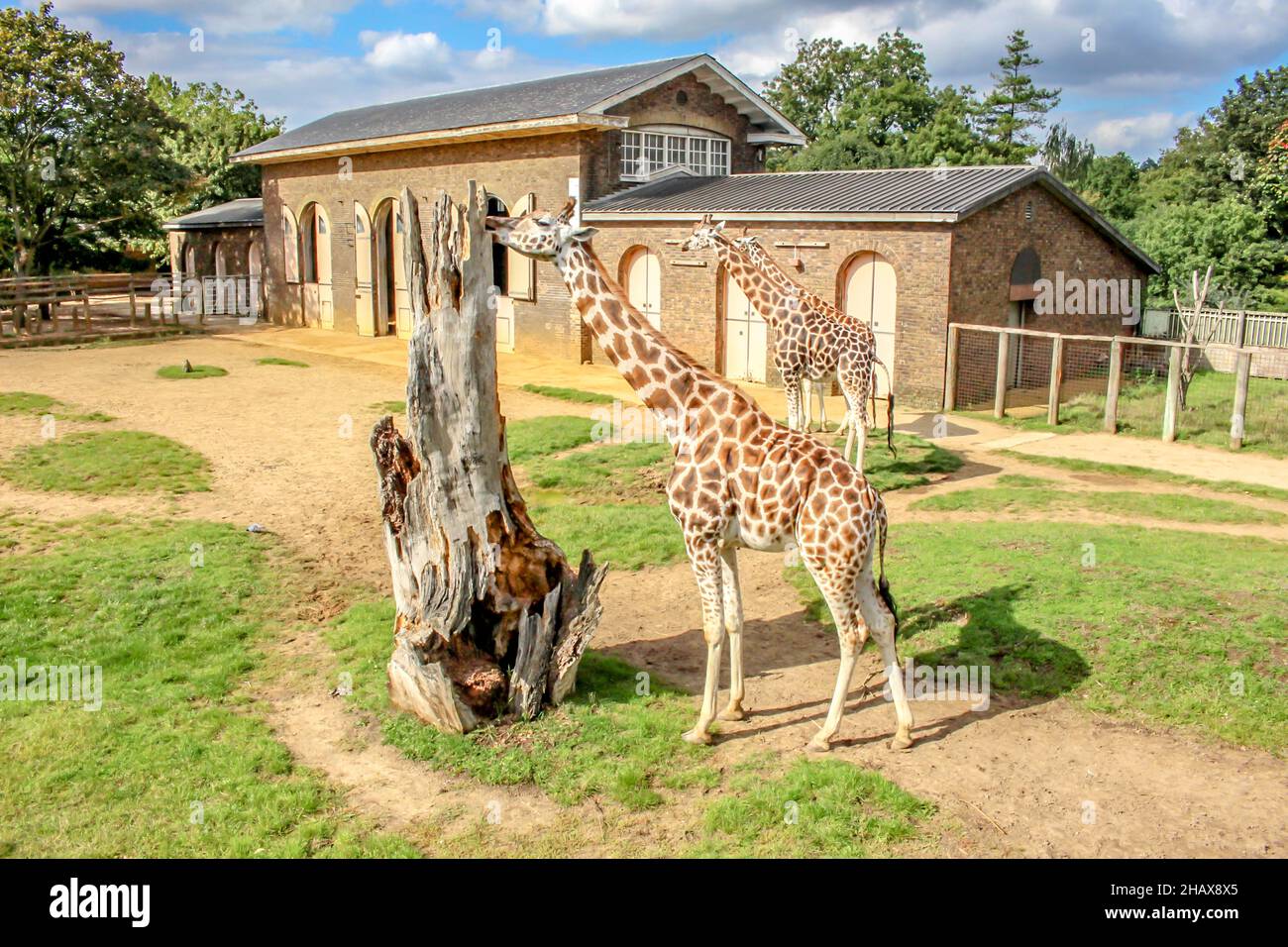 London Zoo in Regent Park England.,ZSL London Zoo Stock Photo - Alamy
