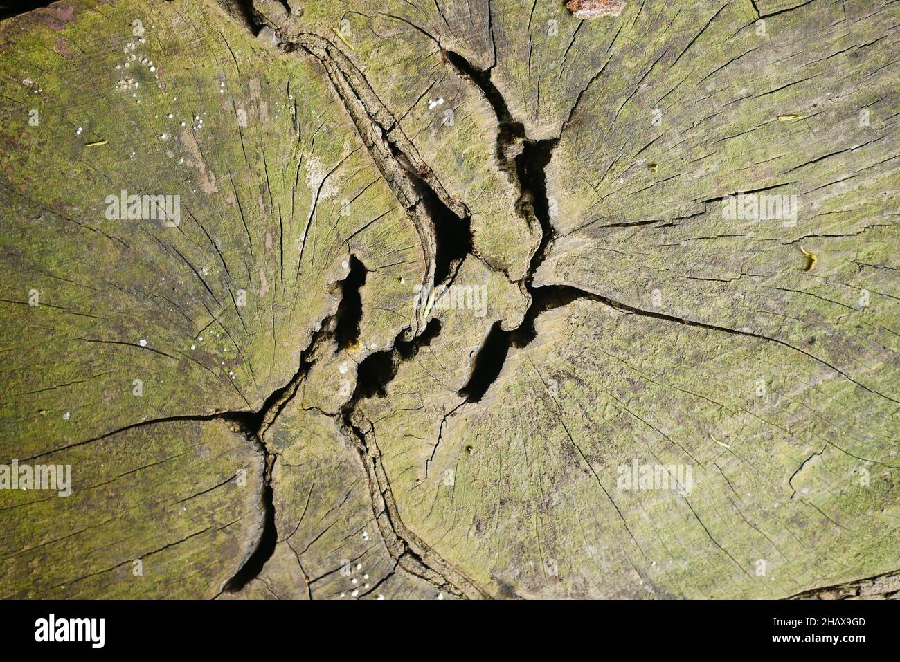 Oak moss black background hi-res stock photography and images - Alamy