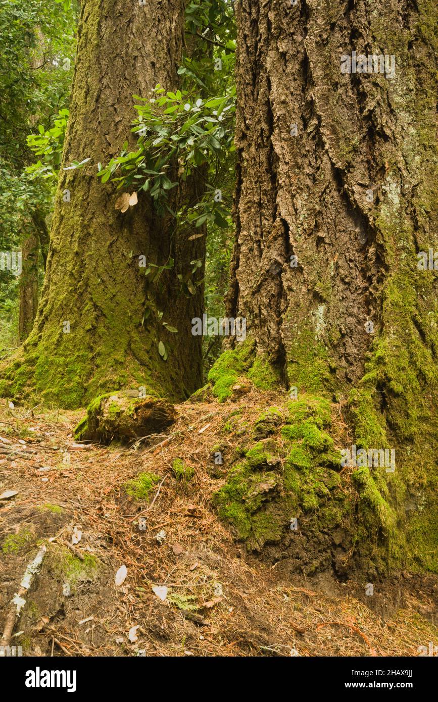 Mother earth with base of 2 redwood trees covered in moss, displaying ...