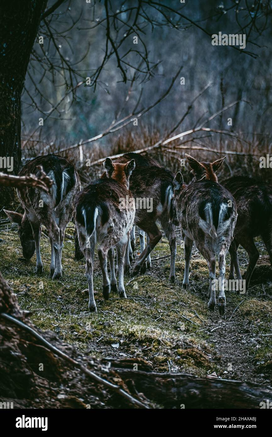 Vertical shot of a back view of donkeys in the forest Stock Photo - Alamy