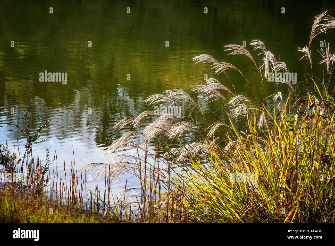 Plants lake day hi-res stock photography and images - Alamy