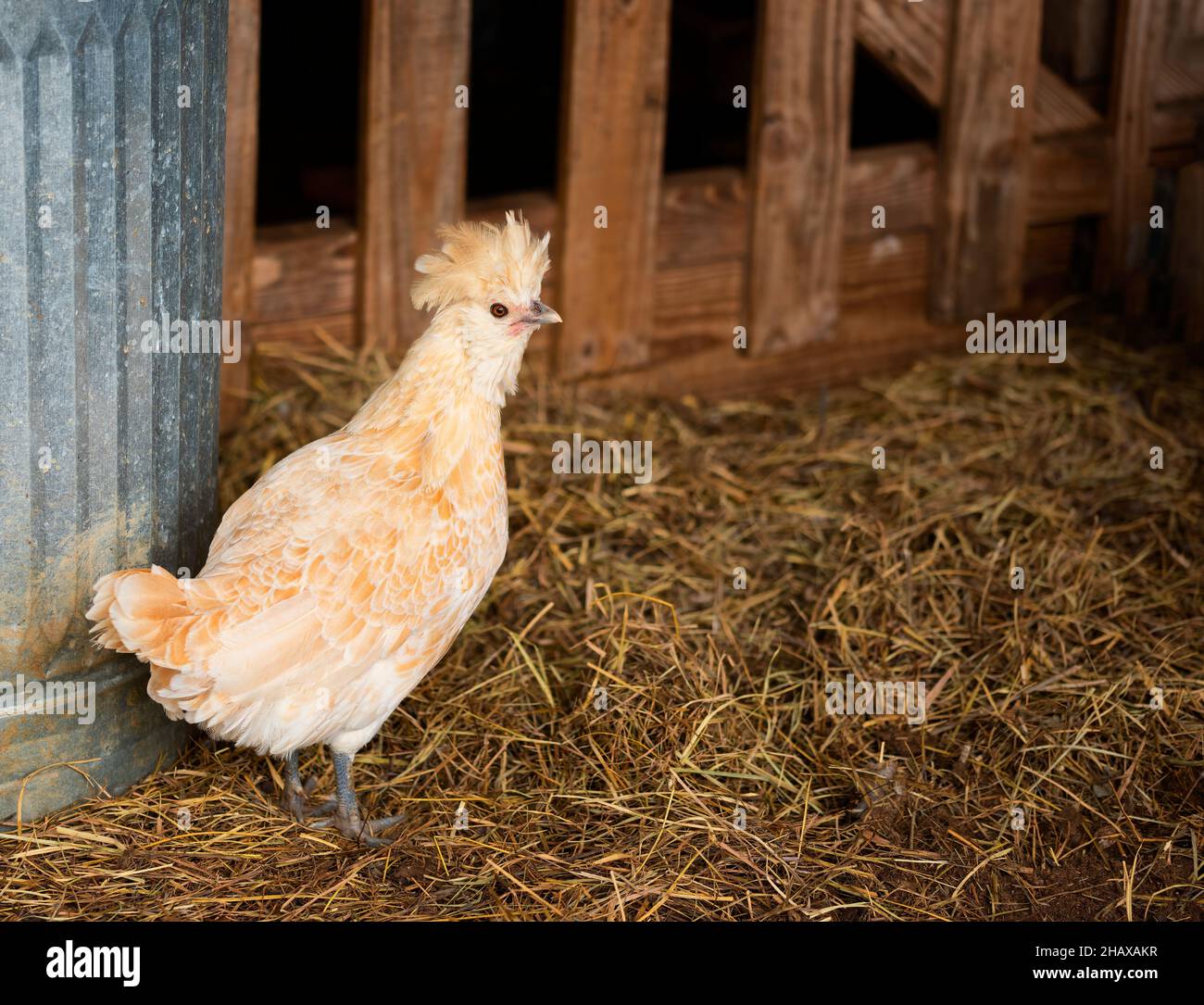 Polverara chicken hi-res stock photography and images - Alamy