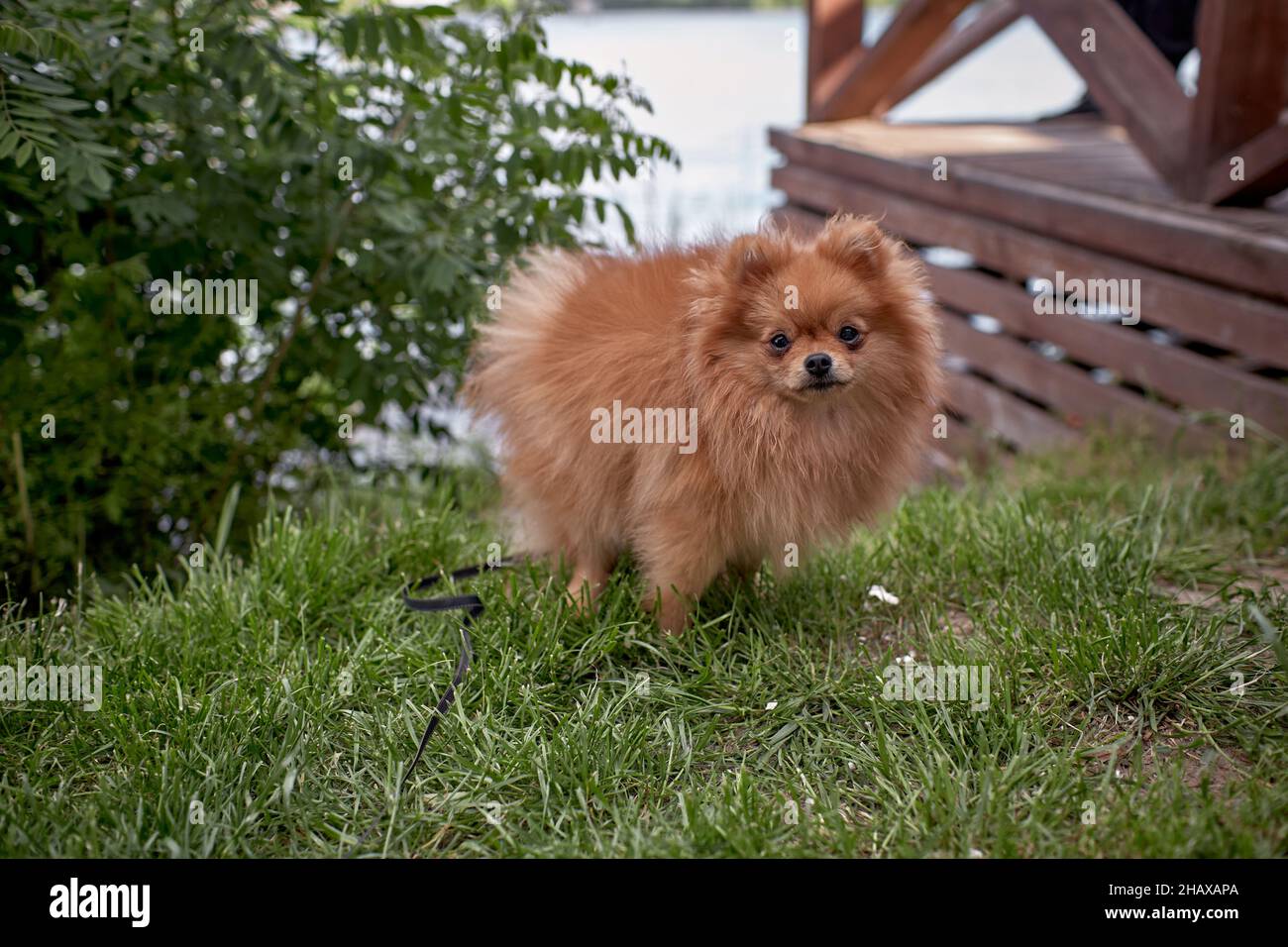 German spitz dog hi-res stock photography and images - Alamy