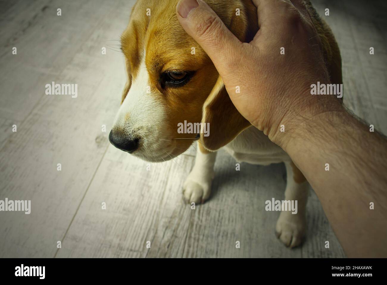 Close-up of a Beagle dog and a man's hands, animal protection, violence ...