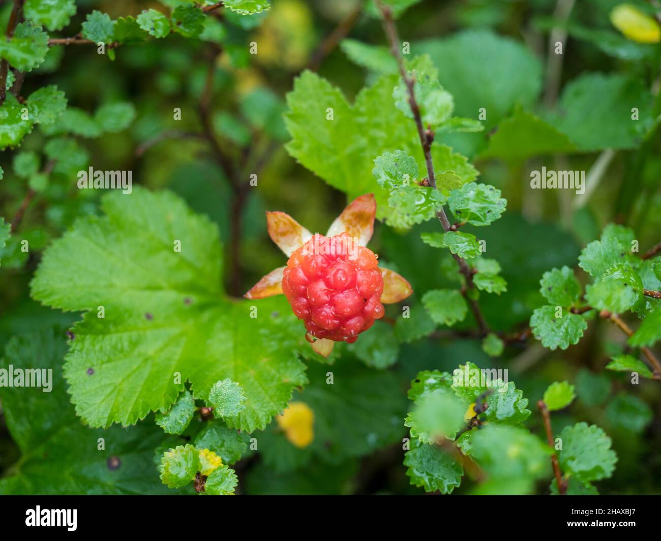 Close up of unripe red cloudberry, Rubus chamaemorus. Macro of fresh ...