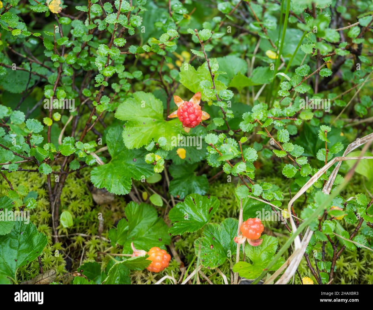 Cloudberry shrub hi-res stock photography and images - Alamy