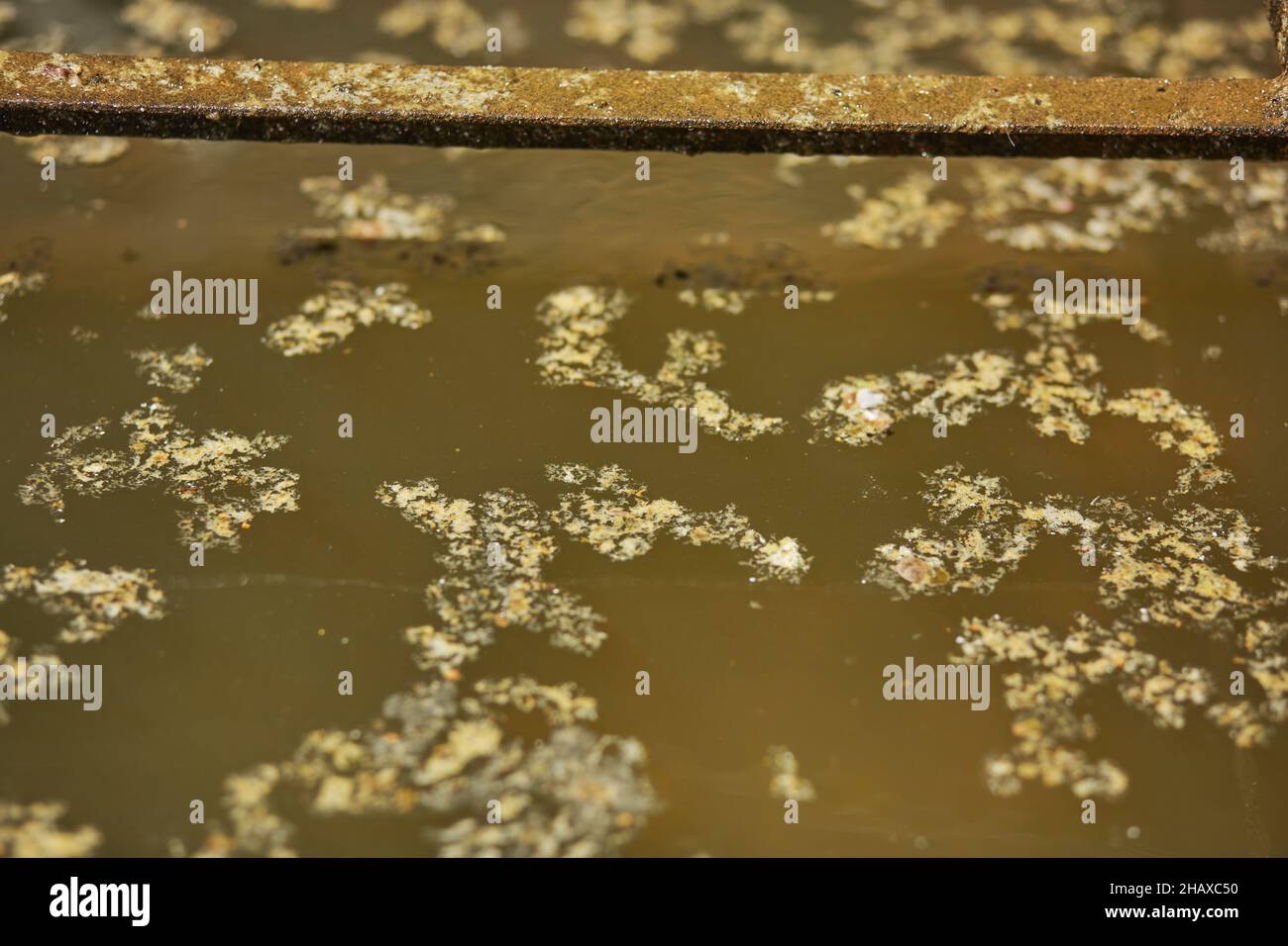 Contaminated flowering water surface. Dumping garbage into rivers and ...