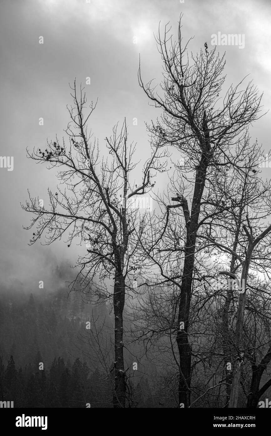 Trees and Fog in the Wenatchee National Forest, WA Stock Photo - Alamy
