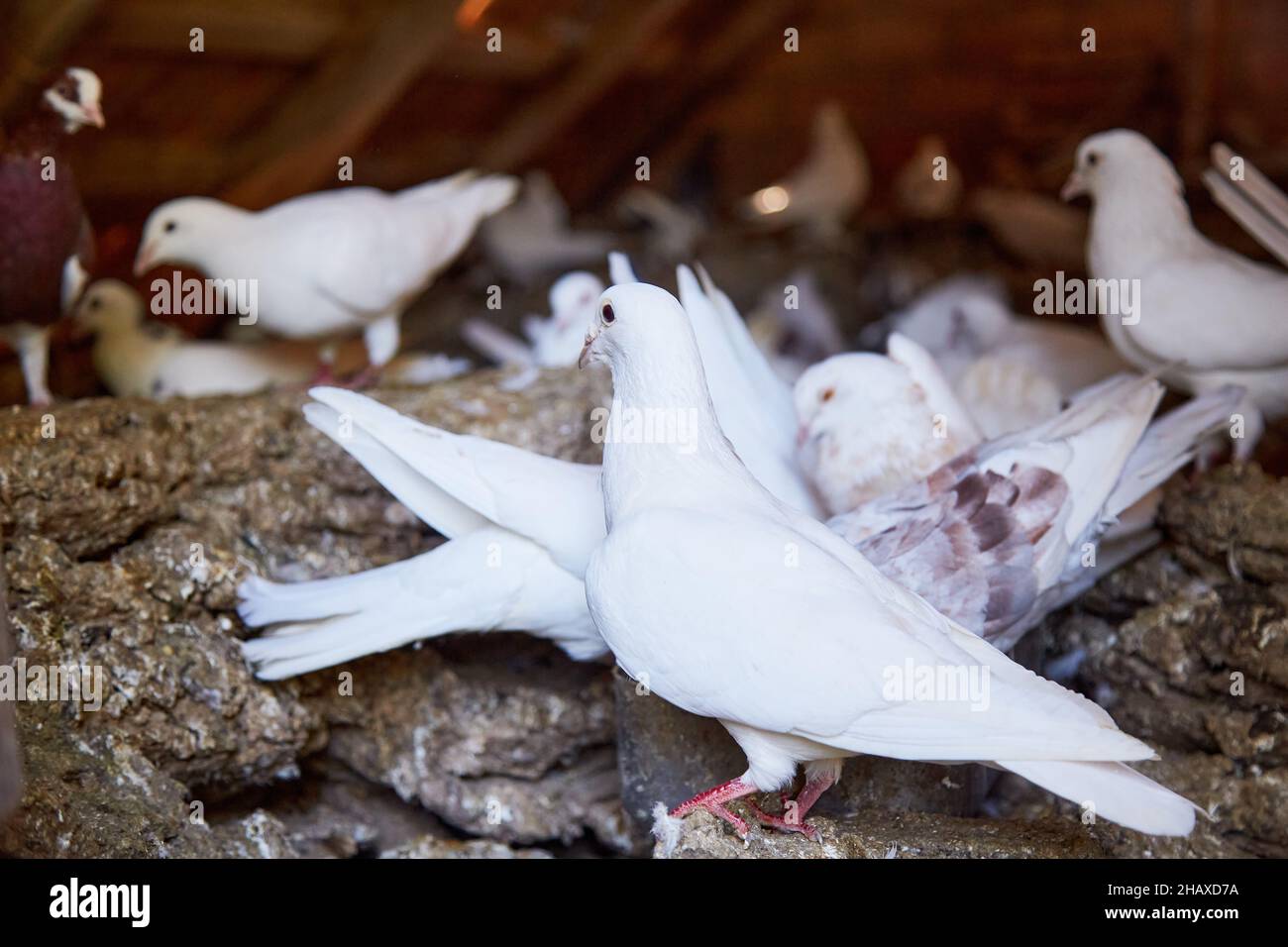 Breeding purebred pigeons. Warm house for birds. Naturecore rural ...