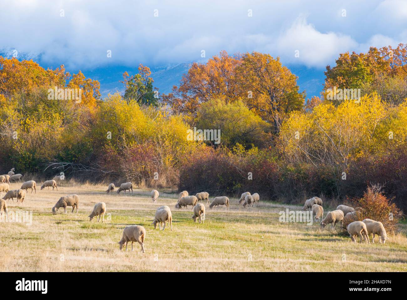 Paisajes de ovejas hi-res stock photography and images - Alamy
