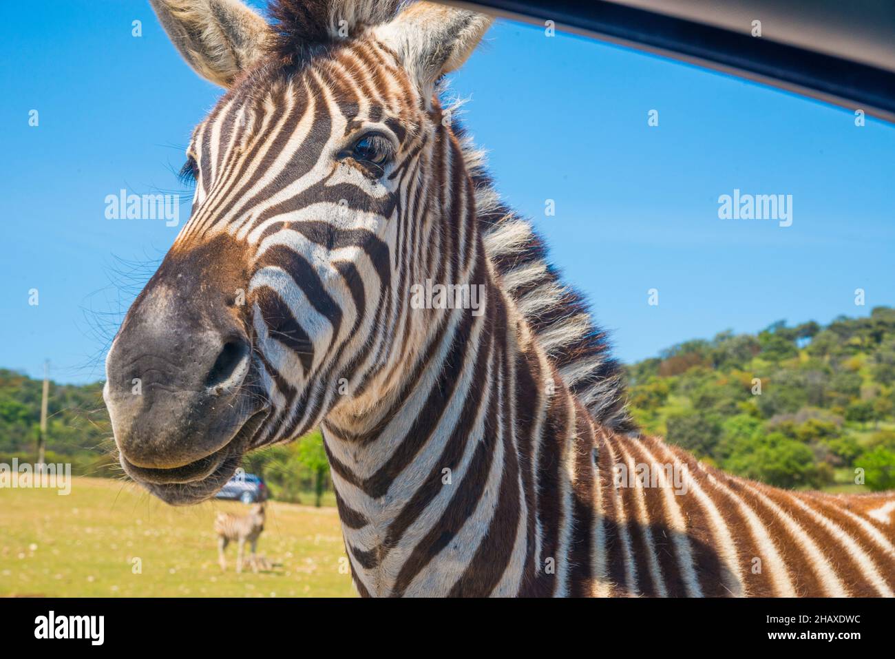 Zebra by a car. Safari Madrid, Aldea del Fresno, Madrid province, Spain ...