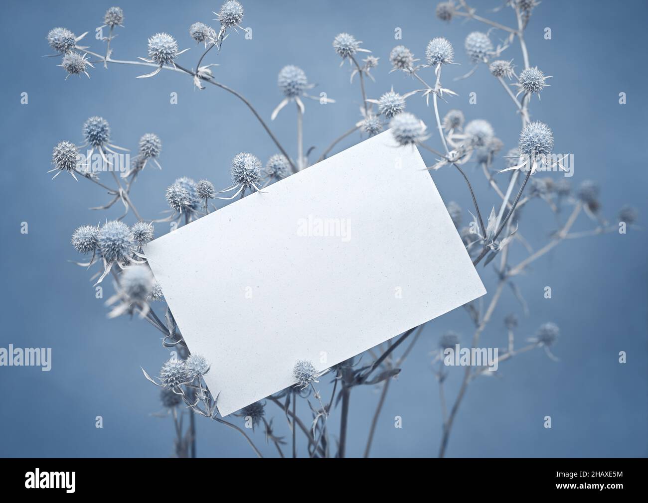 Winter composition. Blank sheet of paper on a branch of a dry thorny ...
