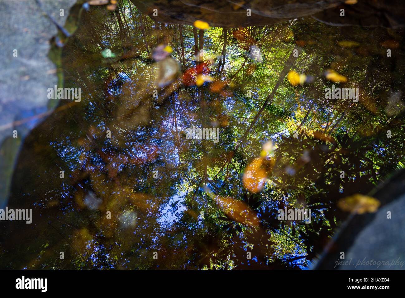 Beautiful view of a puddle with the reflection of trees in a forest ...