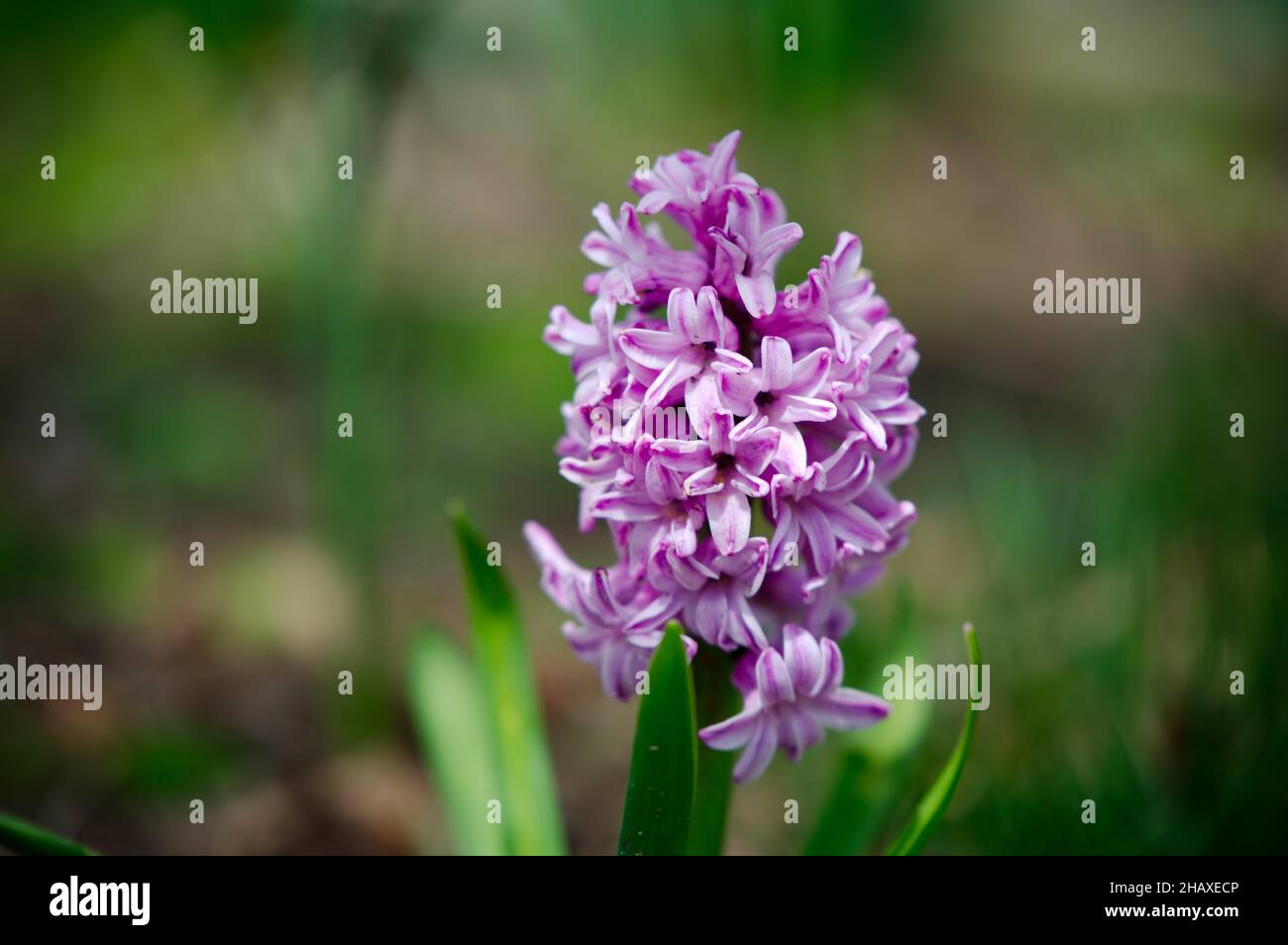 Closeup of beautiful purple hyacinth flowers in a garden Stock Photo ...
