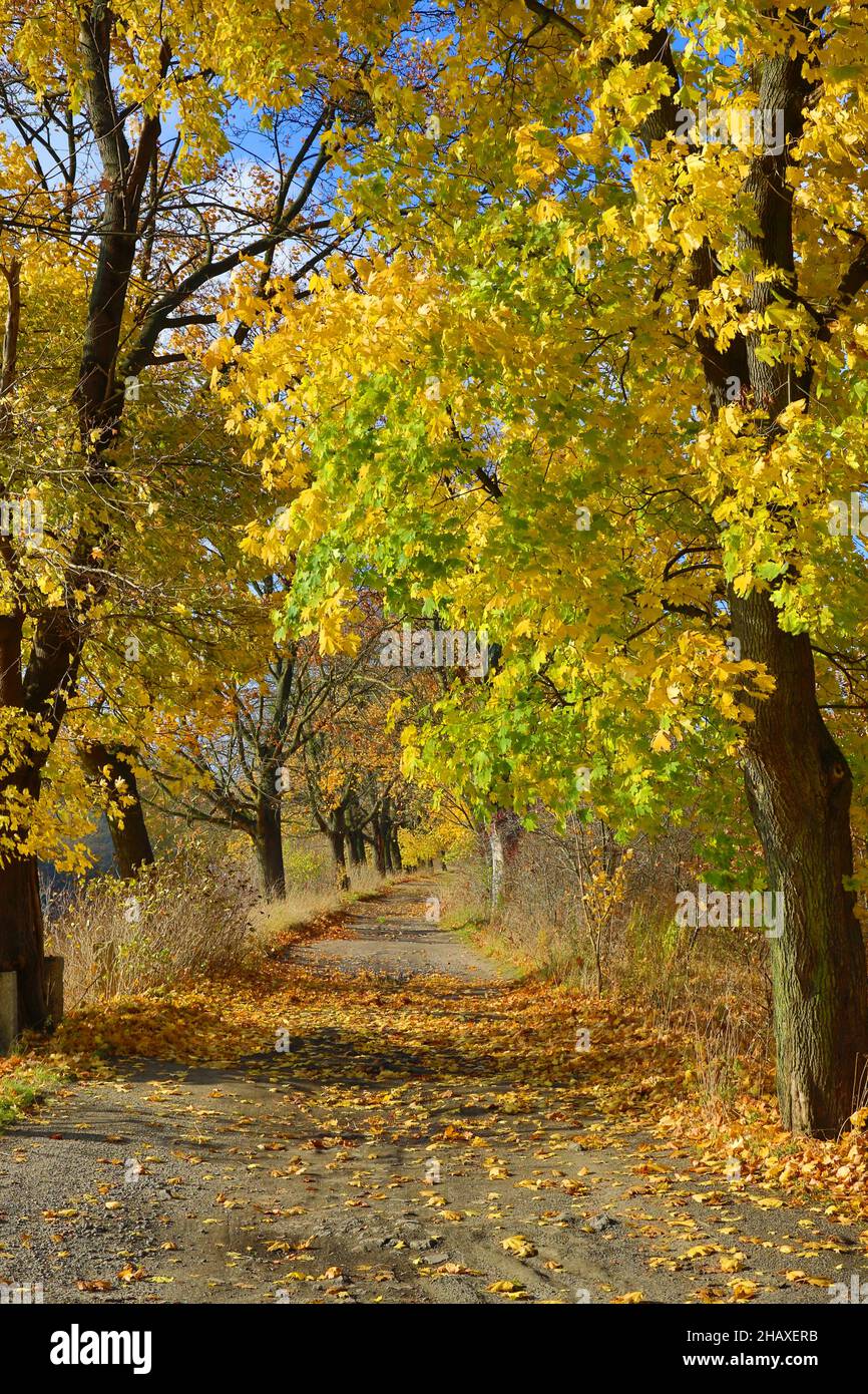 Beautiful landscape road between trees hi-res stock photography and ...
