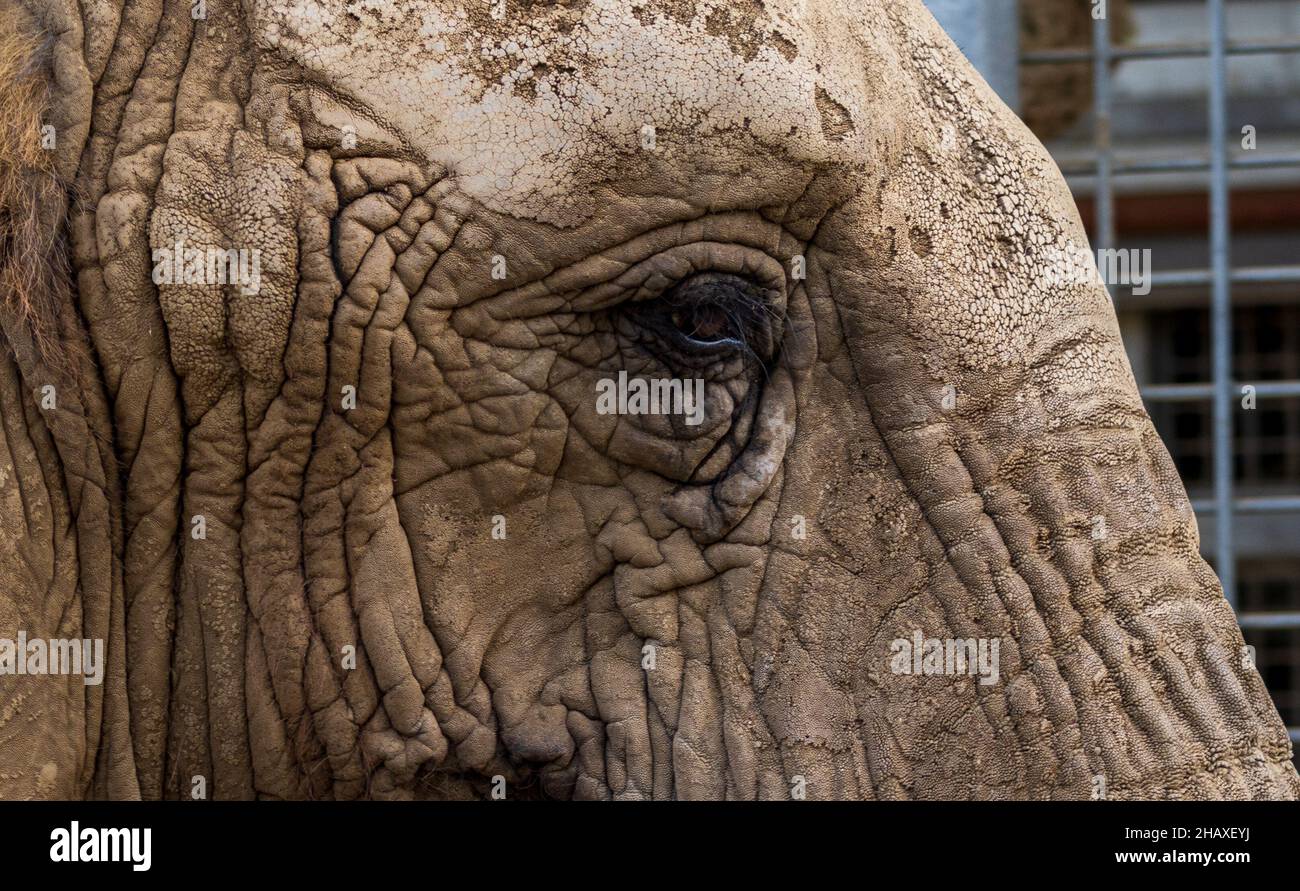 Fenced elephant hi-res stock photography and images - Alamy
