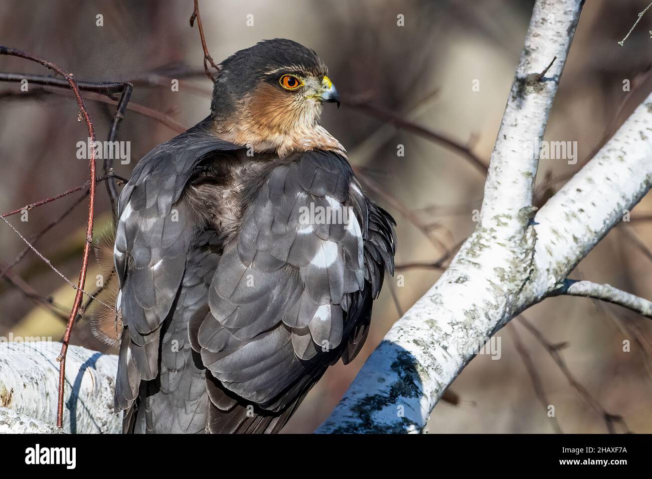 Close-up of adult sharp-shinned hawk photographed from a blind Stock ...