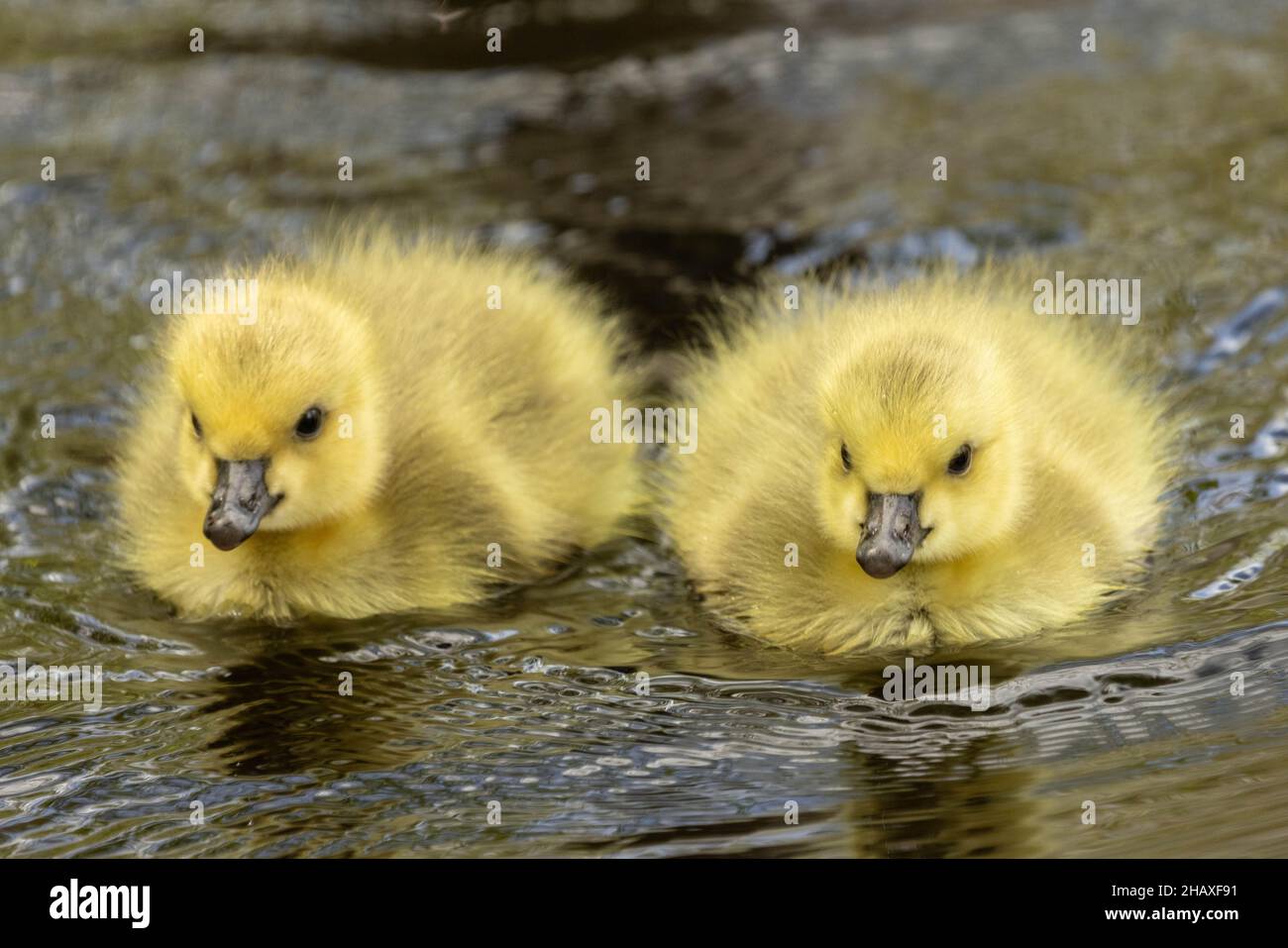 Baby geese goslings hi-res stock photography and images - Alamy